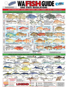 WA Fish ID Card 2 Sided Waterproof AFN - Maps, Books & Travel Guides